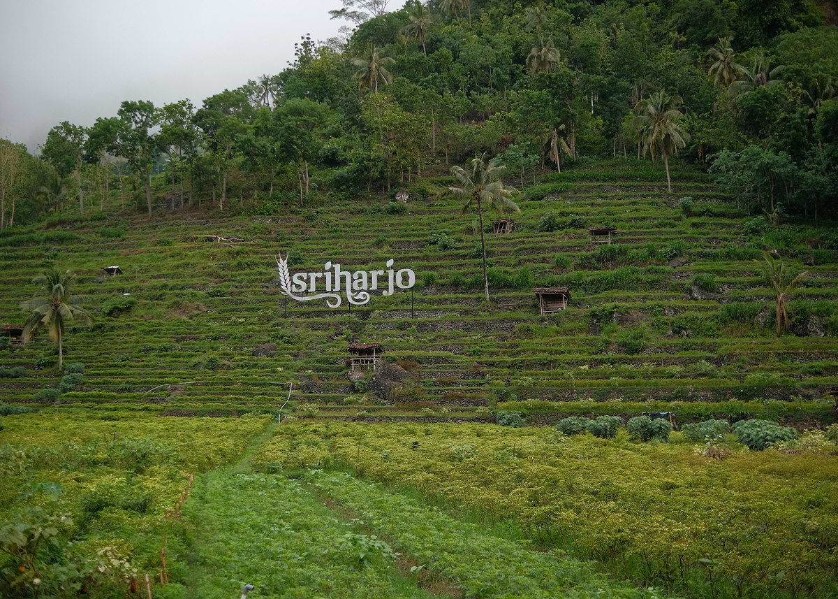 'Green Terraced Rice Fields' Poster, picture, metal print, paint by ...