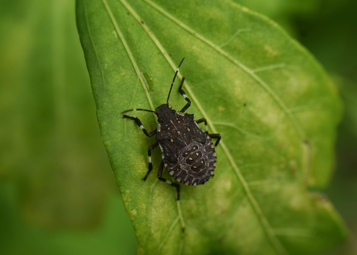 'Black and White Stink Bug' Poster, picture, metal print, paint by ...