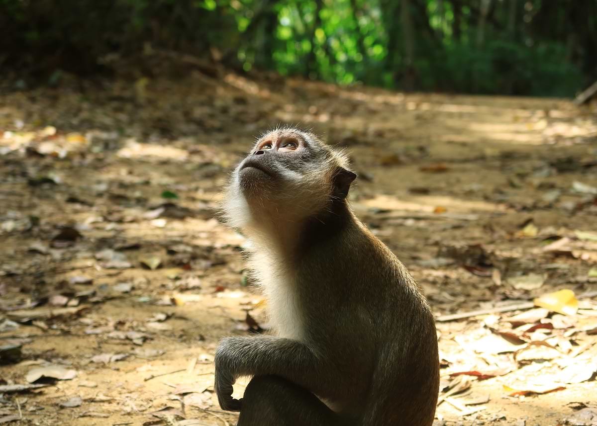 'Monkey Contemplating Life' Poster, picture, metal print, paint by ...
