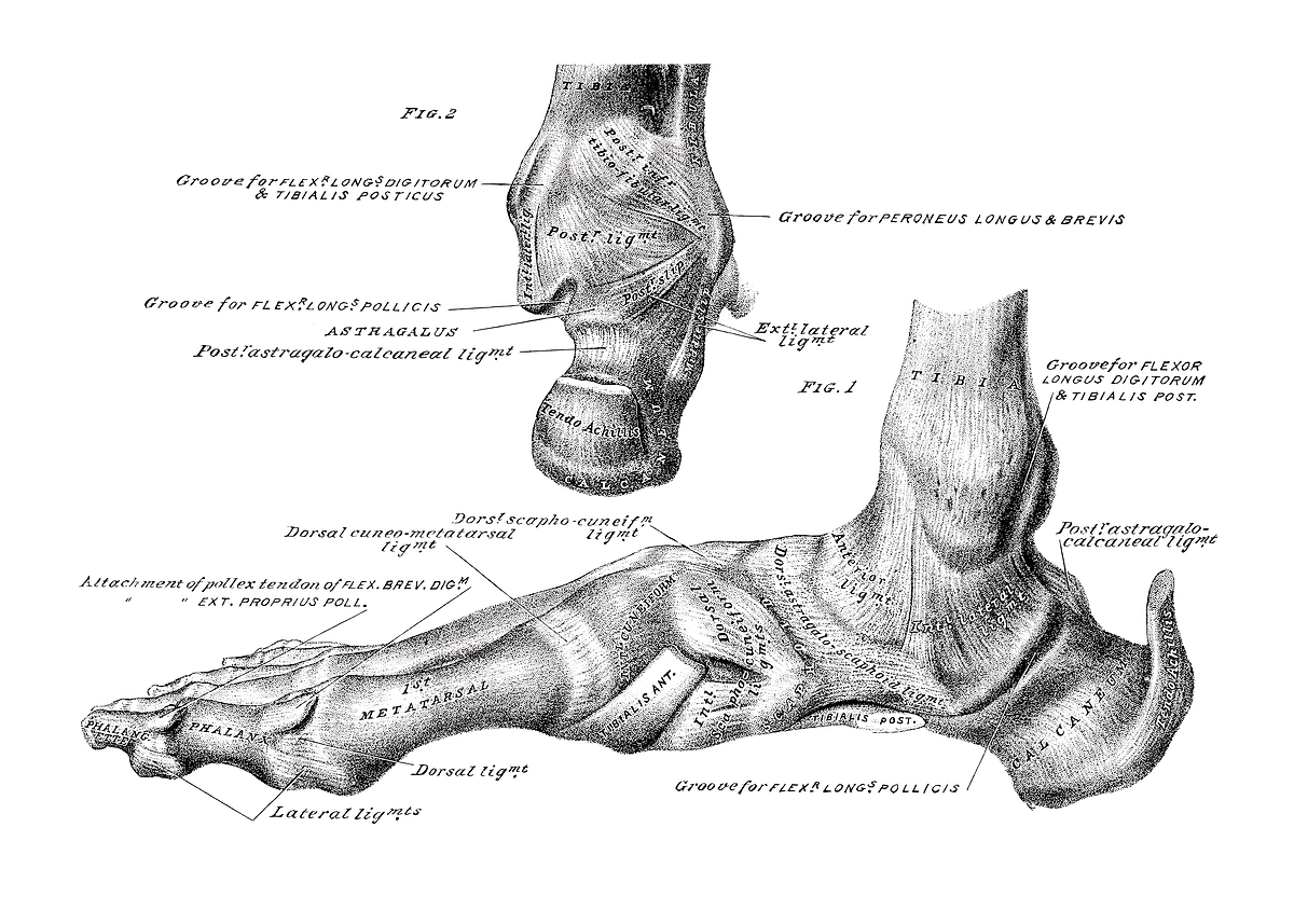 'Foot Anatomy Diagram' Poster, picture, metal print, paint by Aged ...