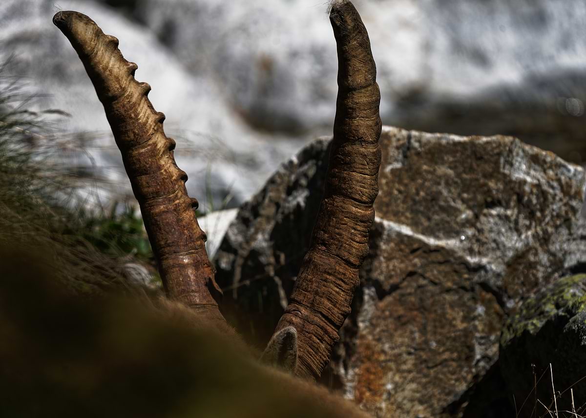'Mountain Goat Horns' Poster, picture, metal print, paint by Nicokoni ...