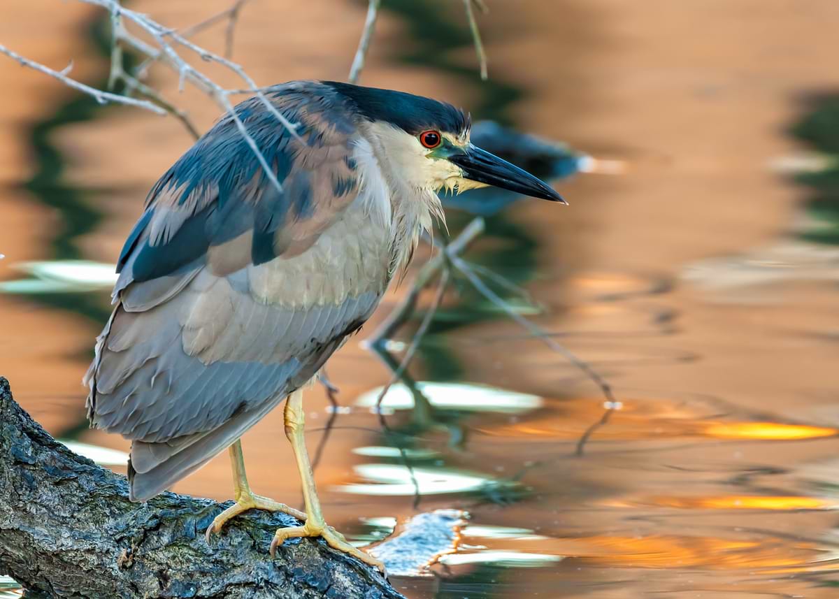 'Black-crowned Night Heron' Poster, picture, metal print, paint by ...