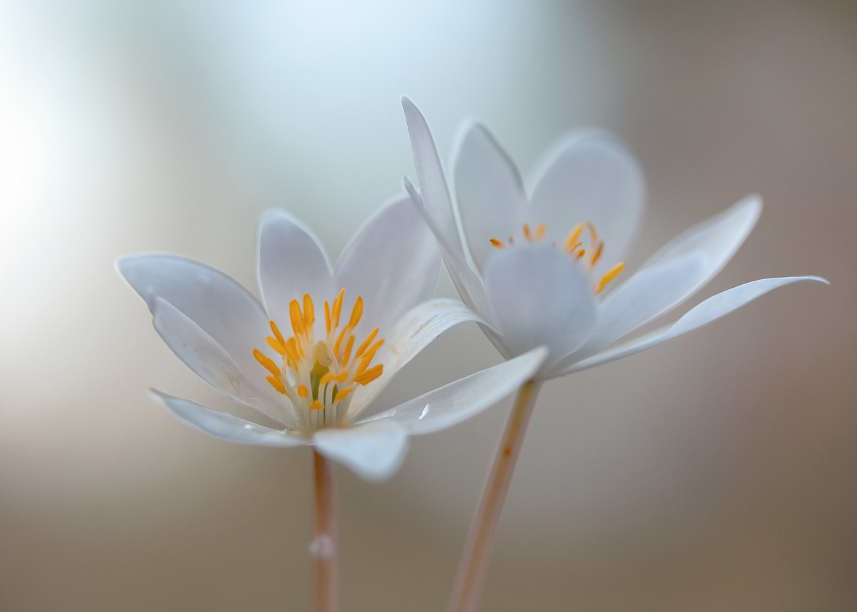 'Delicate White Flowers' Poster, picture, metal print, paint by ...