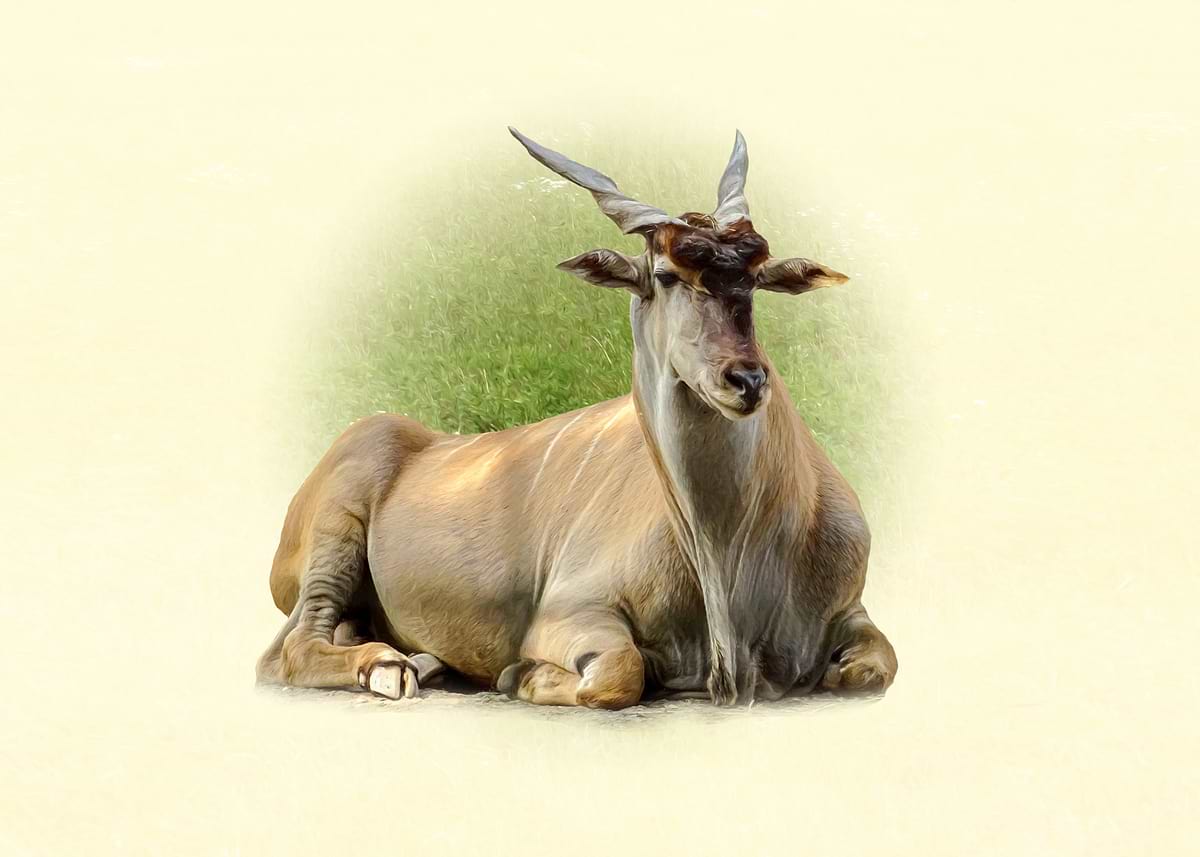 'Eland Antelope Resting' Poster, picture, metal print, paint by Gyula ...