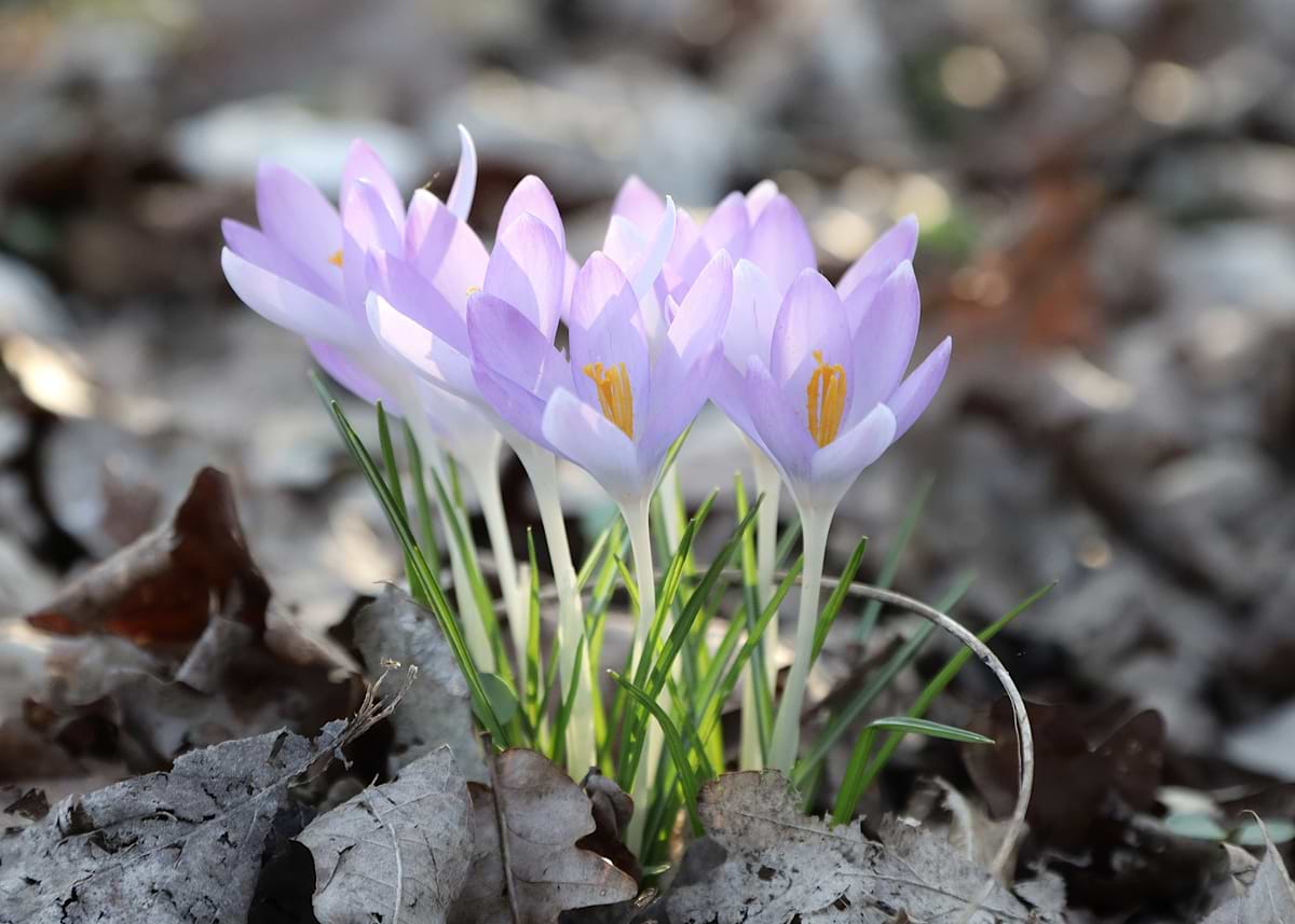 'Purple Crocuses in Bloom' Poster, picture, metal print, paint by Tisu ...