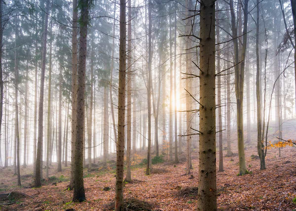 'Misty Forest Sunrise' Poster, picture, metal print, paint by ...