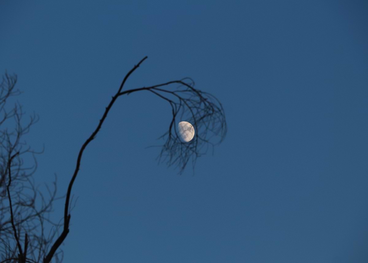 'Moon Through Branches' Poster, picture, metal print, paint by Dante ...