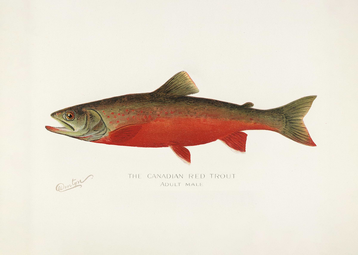 'Canadian Red Trout Illustration' Poster, picture, metal print, paint ...