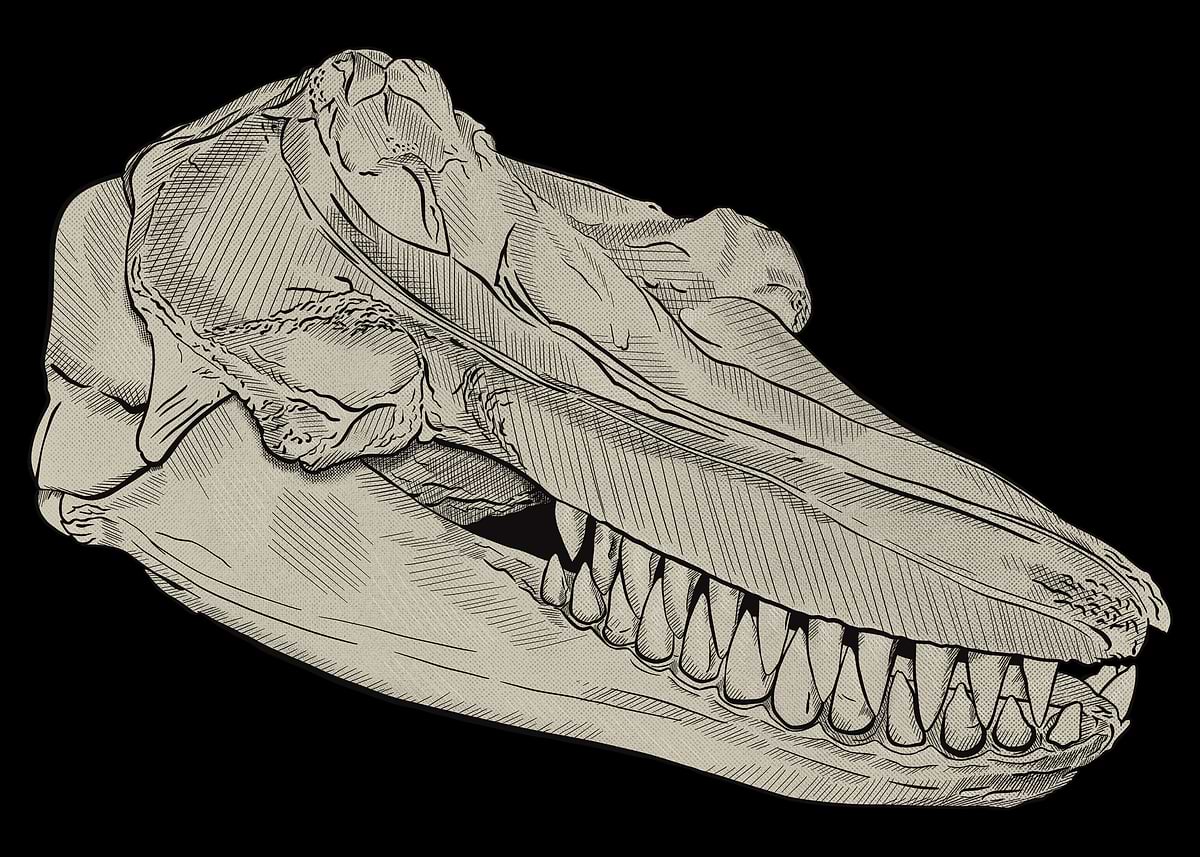 'Orca Skull' Poster, picture, metal print, paint by Jiniretdreaming ...
