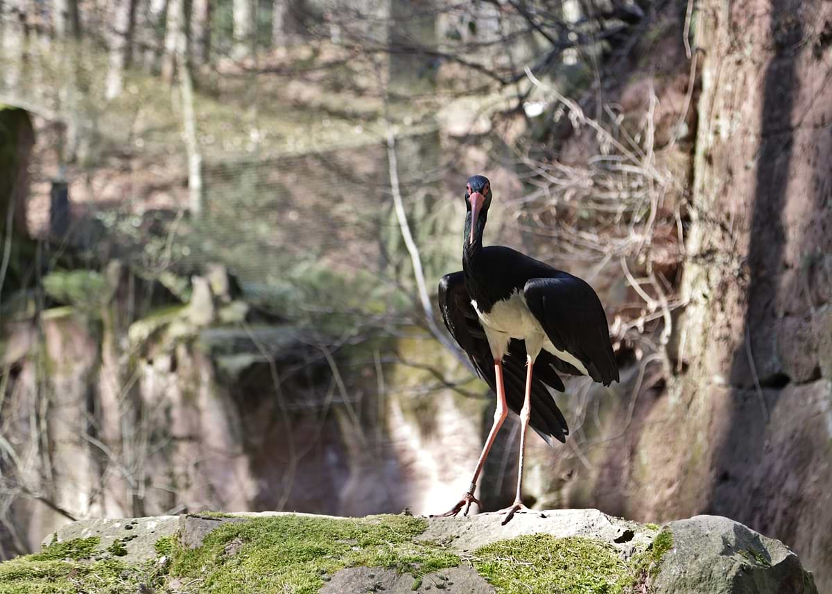 'Black Stork Standing on Mossy Rock' Poster, picture, metal print ...