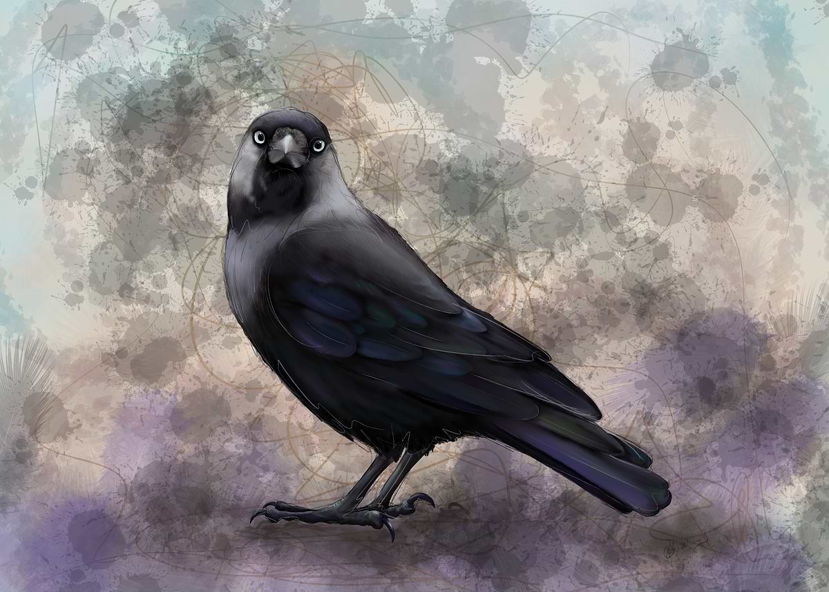'Detailed Jackdaw Illustration' Poster, picture, metal print, paint by ...