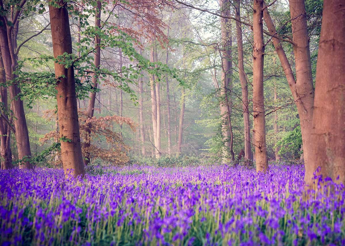 'Bluebell Forest in Misty Morning Light' Poster, picture, metal print, paint by Svetlana Sewell ...