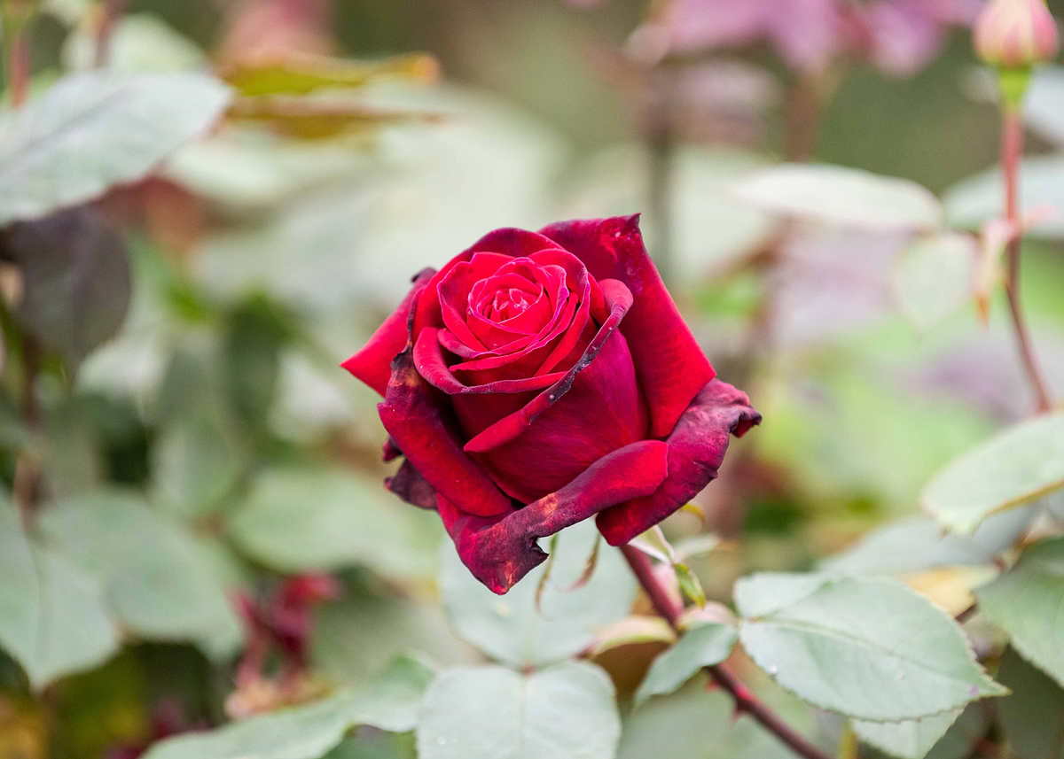 'Velvet Red Rose Close-Up' Poster, picture, metal print, paint by Steve ...