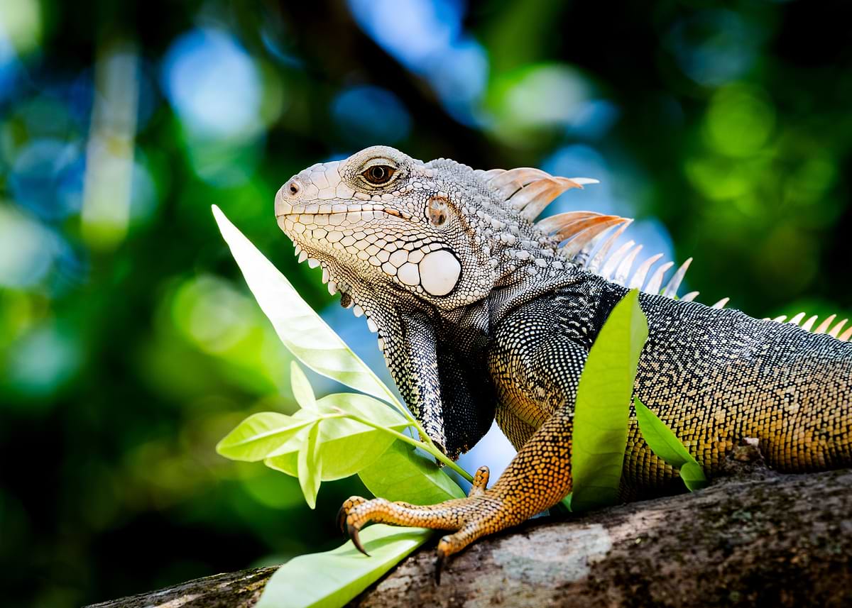 'Green Iguana on a Branch' Poster, picture, metal print, paint by ...