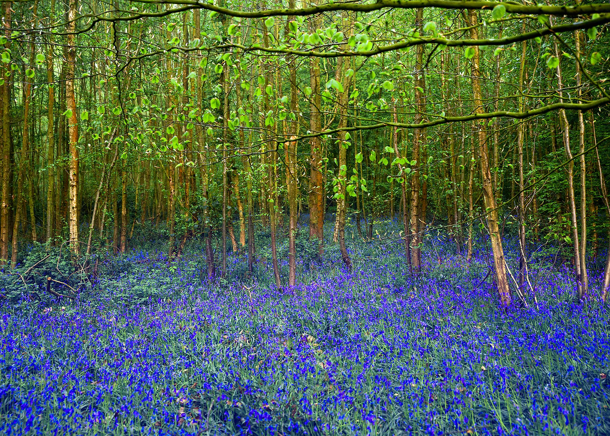 'Bluebell Woodland in Spring' Poster, picture, metal print, paint by ...