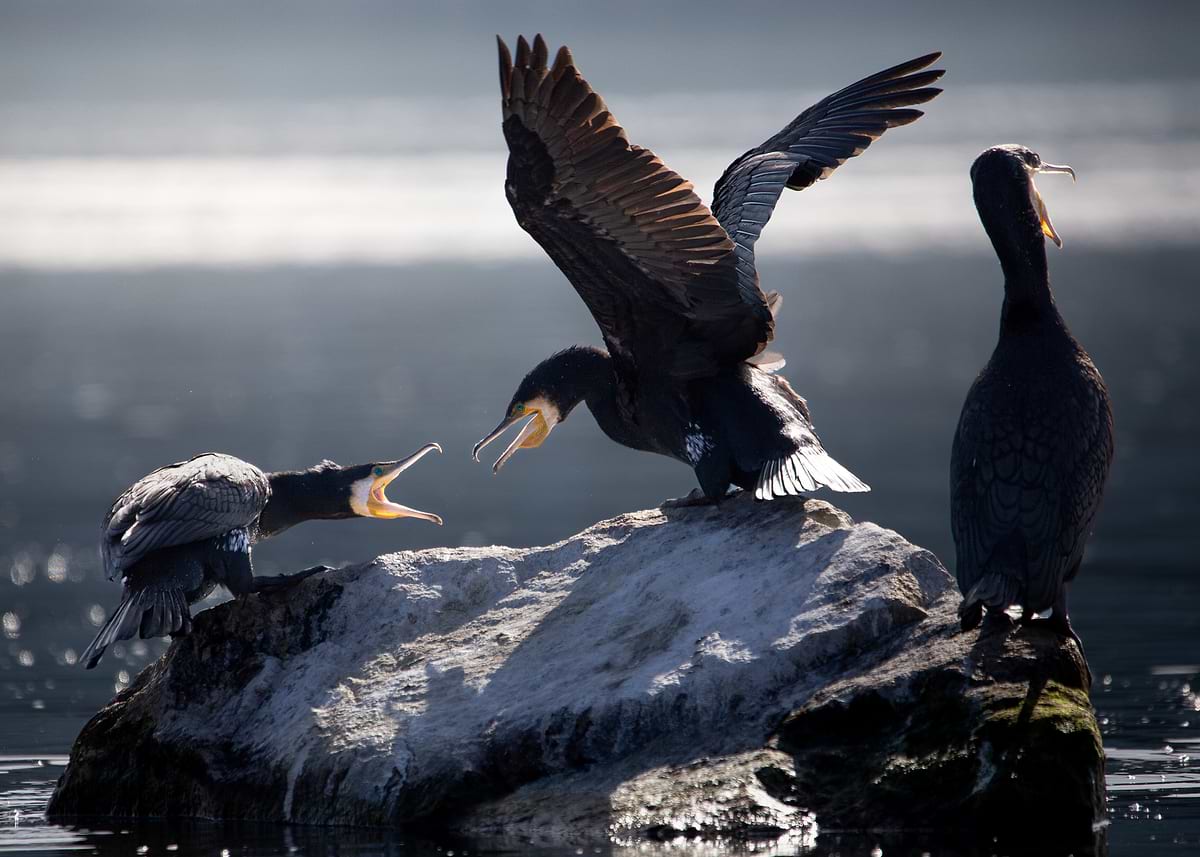 'The Rock Dispute – Great Cormorants in Action' Poster, picture, metal ...
