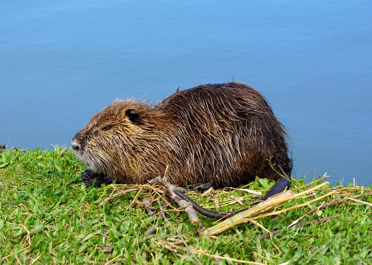 'Resting Nutria by the Water' Poster, picture, metal print, paint by ...