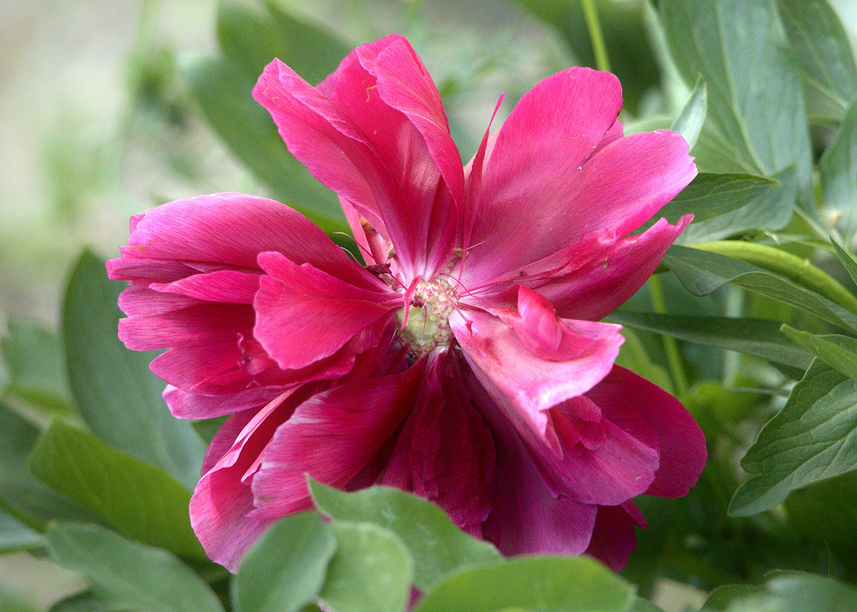 'Blooming Pink Peony Flower Close-Up' Poster, picture, metal print ...