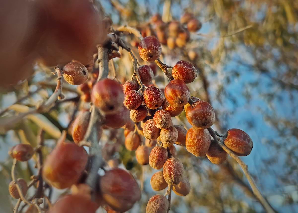 'Oleaster wild berries' Poster, picture, metal print, paint by ...