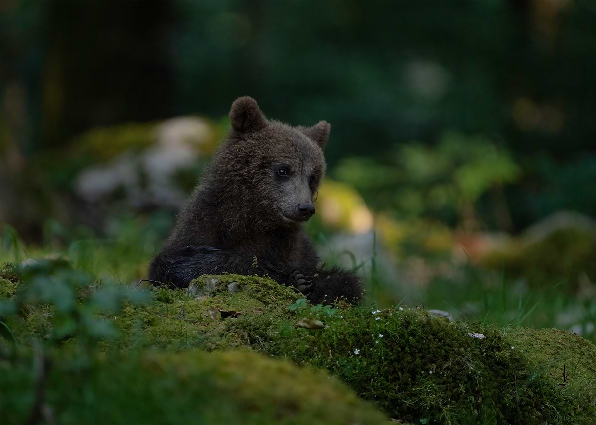 'Brown Bear Cub in Forest' Poster, picture, metal print, paint by ...