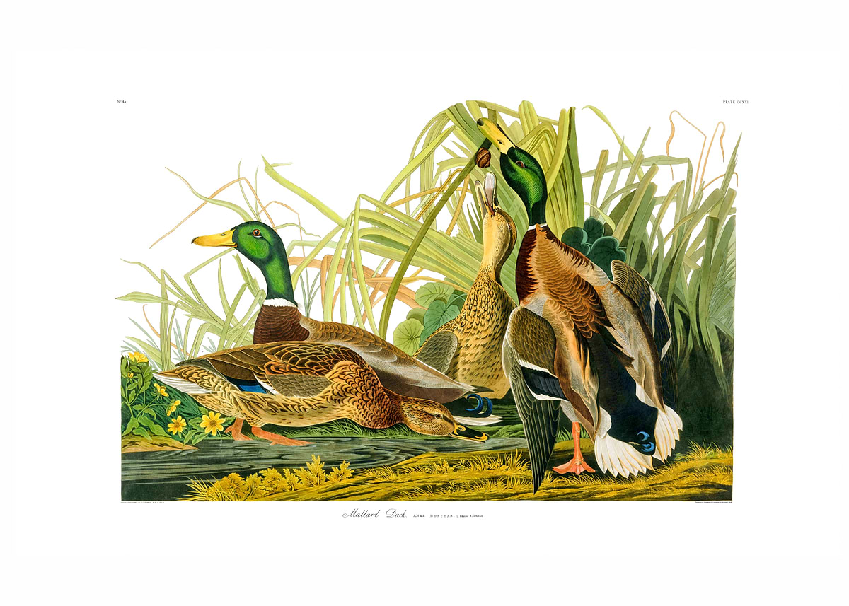 'The Birds of America - Mallard Duck' Poster, picture, metal print ...