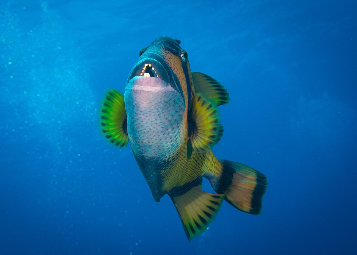 'Triggerfish in the deep blue sea' Poster, picture, metal print, paint ...