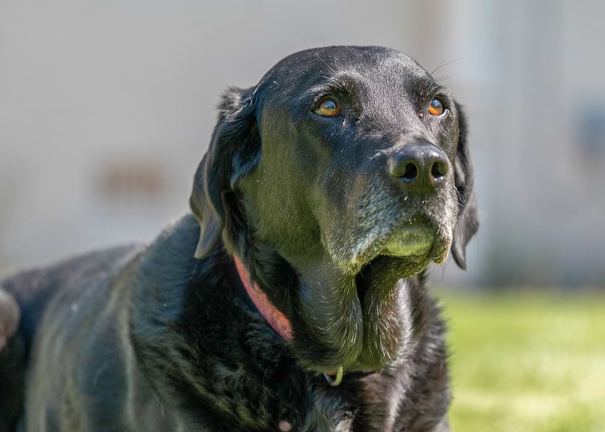 'Portrait of a Black Labrador Retriever' Poster, picture, metal print ...