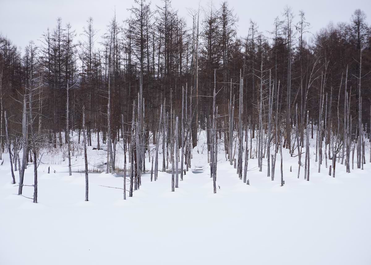 'Winter Forest Landscape with Snow' Poster, picture, metal print, paint ...
