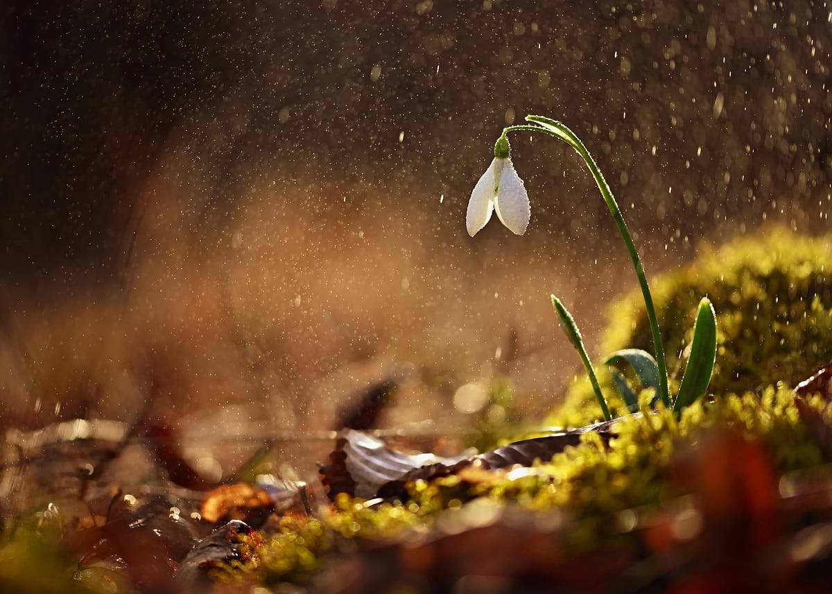 'Snowdrop in the Rain' Poster, picture, metal print, paint by ...