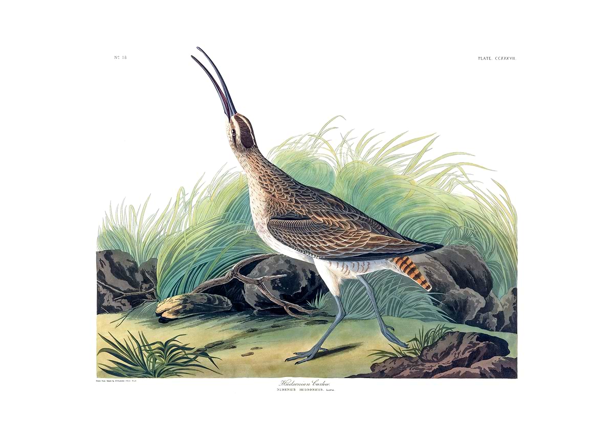 'The Birds of America - Hudsonian Curlew' Poster, picture, metal print ...