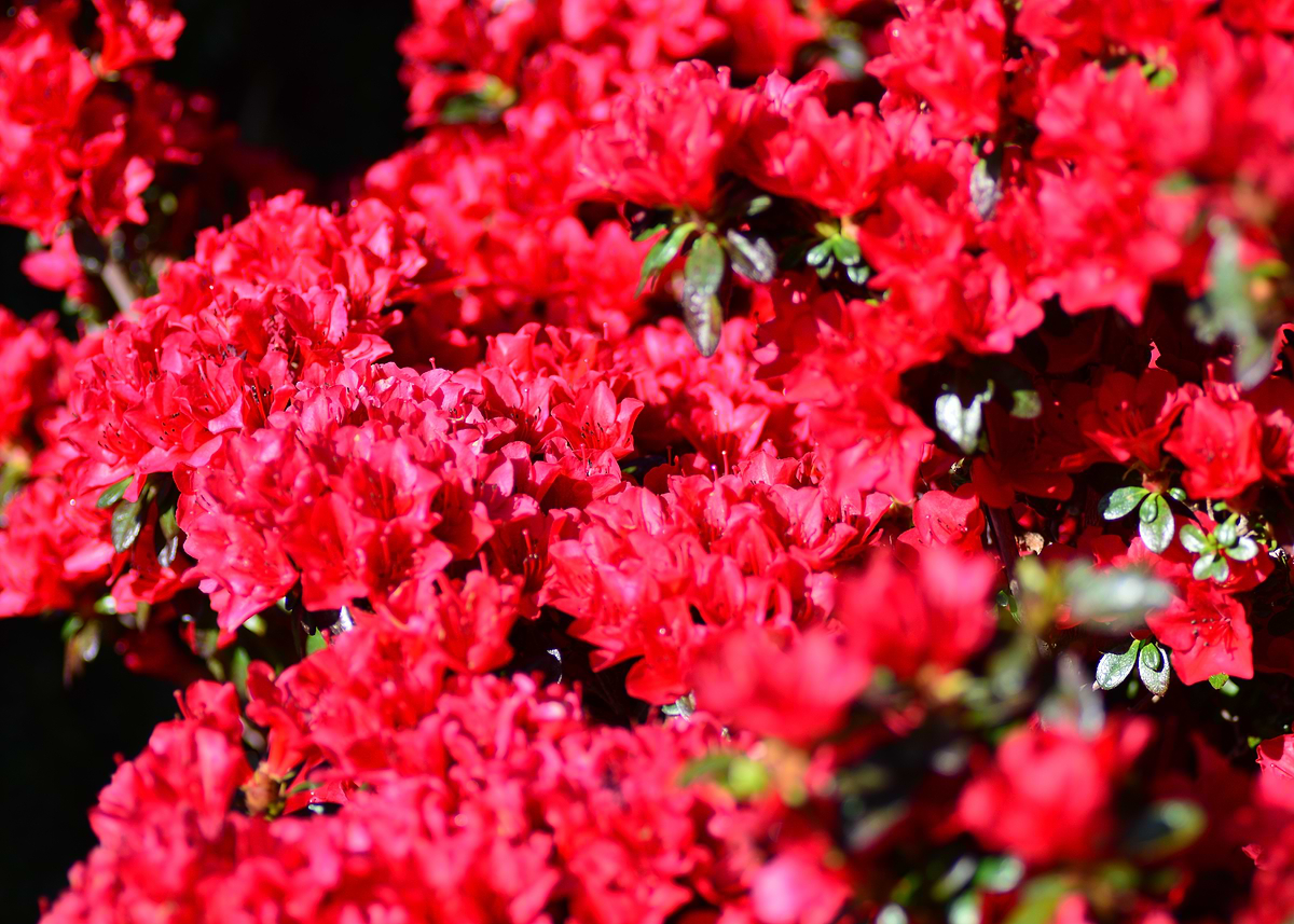 'Red Azalea Bush in Full Bloom' Poster, picture, metal print, paint by ...