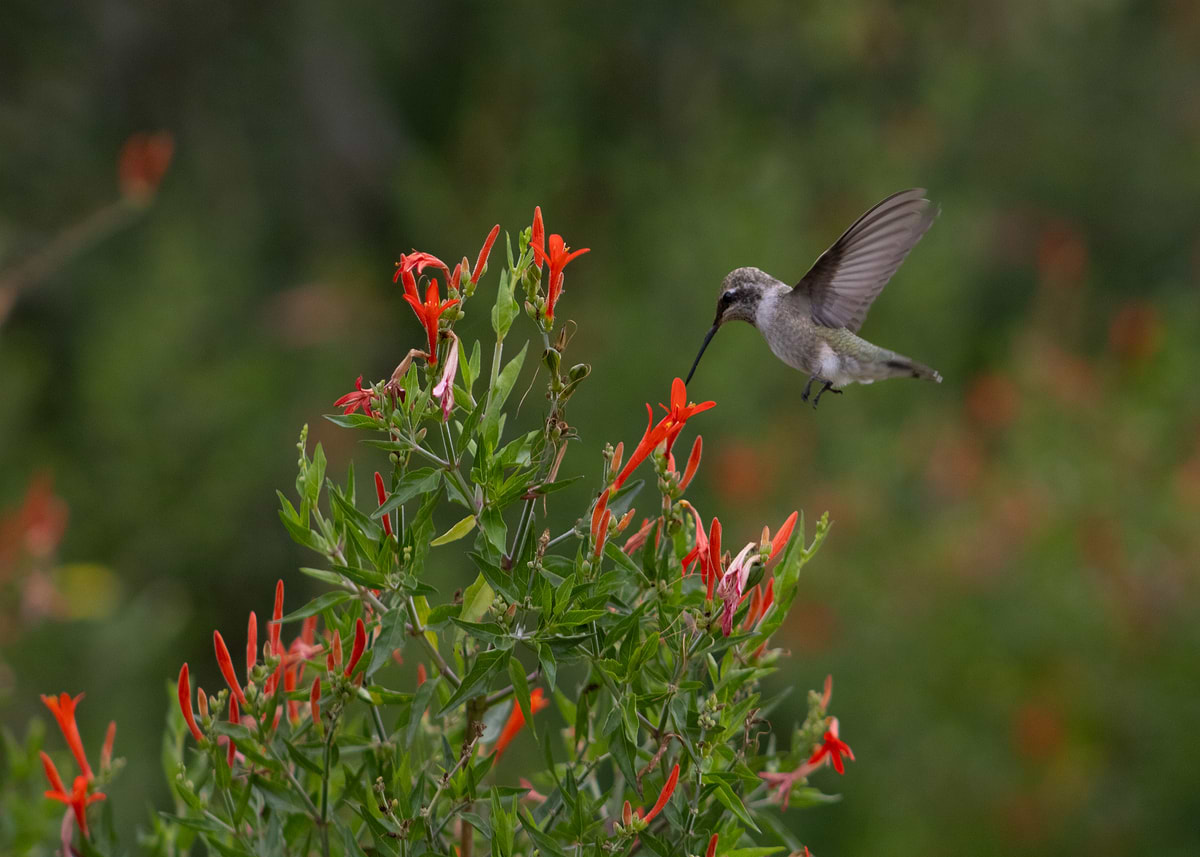 'Hummingbird and Firecracker Plant' Poster, picture, metal print, paint ...