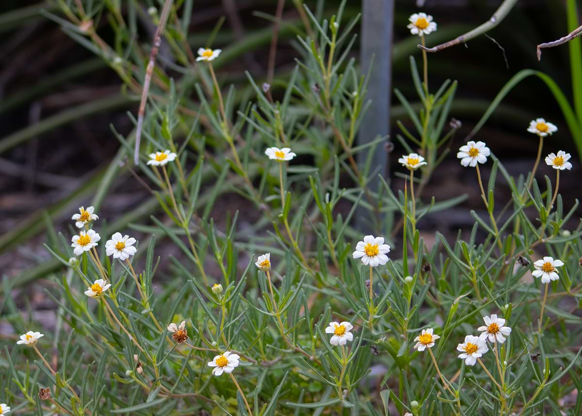 'White and Yellow Blackfoot Daisy Flowers' Poster, picture, metal print ...