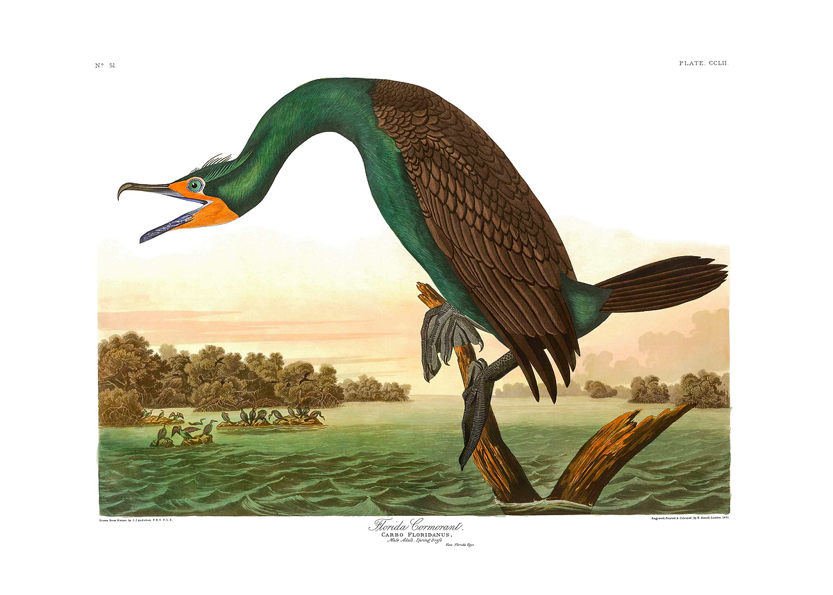 'The Birds of America - Florida Cormorant' Poster, picture, metal print ...