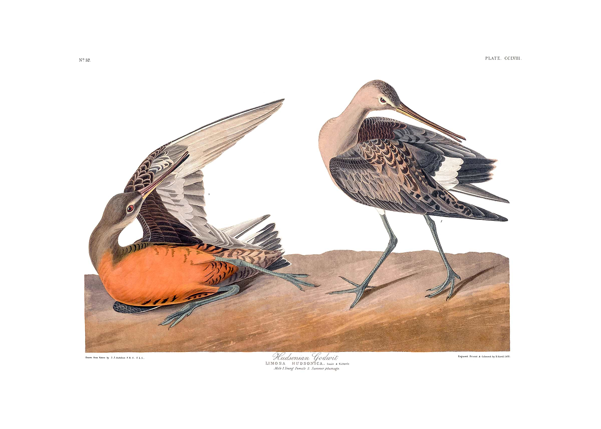'The Birds of America - Hudsonian Godwit' Poster, picture, metal print ...
