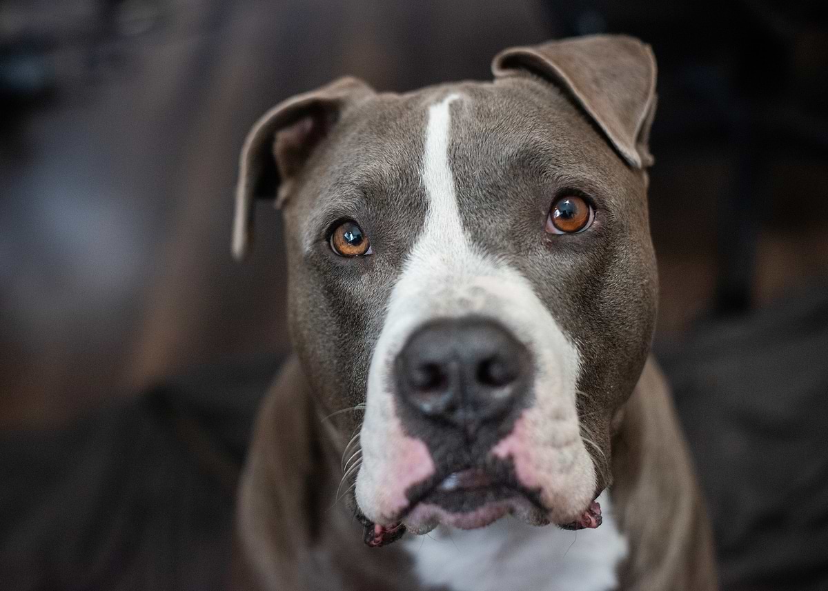 'Portrait of a Gray American Bully ' Poster, picture, metal print ...