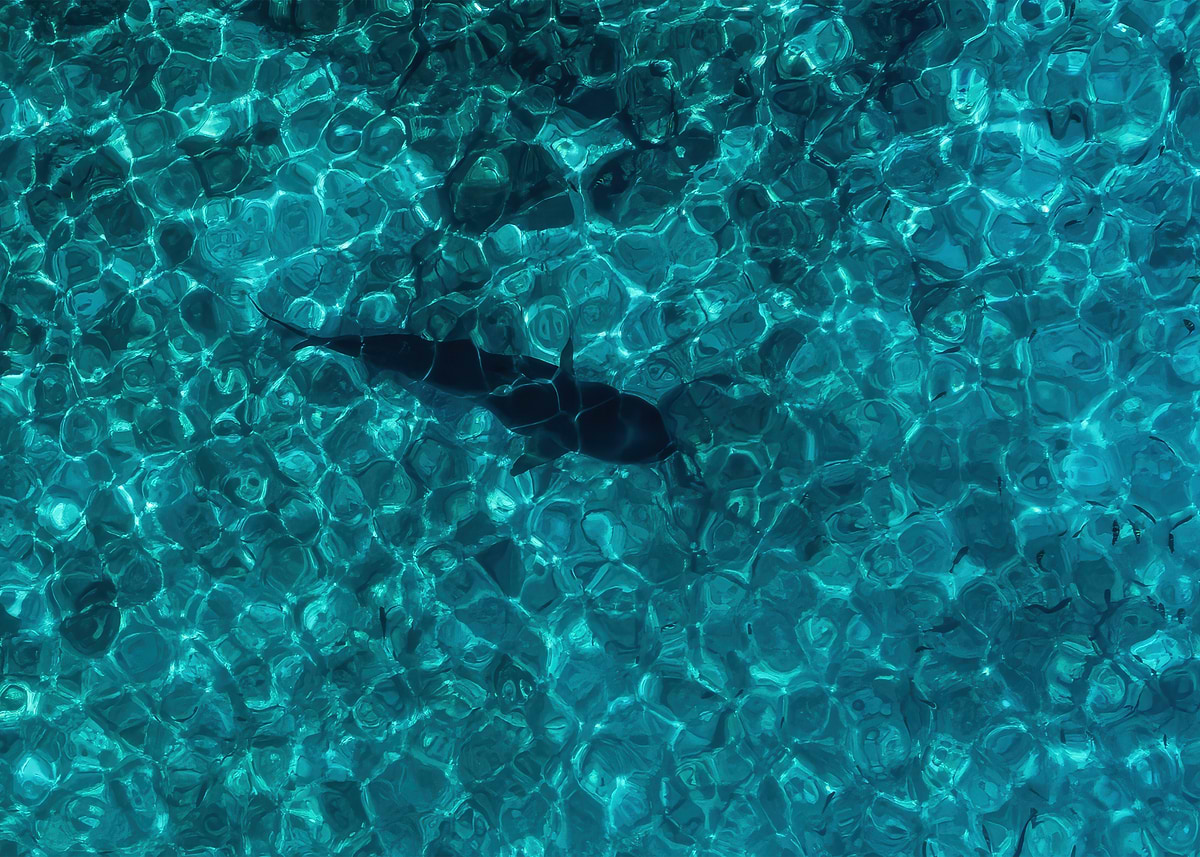 'Shark in Turquoise Water' Poster, picture, metal print, paint by ...