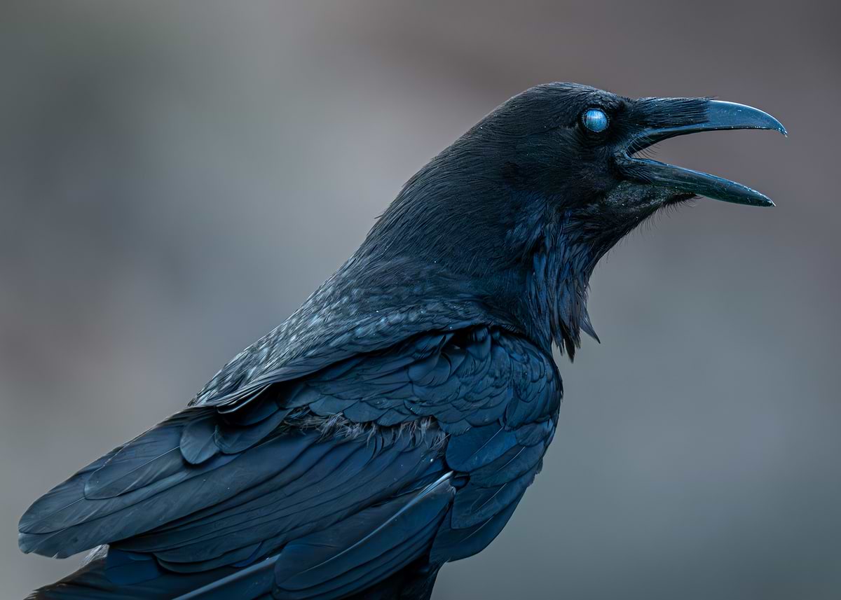 'Cawing Raven' Poster, picture, metal print, paint by Prestons-Pics ...