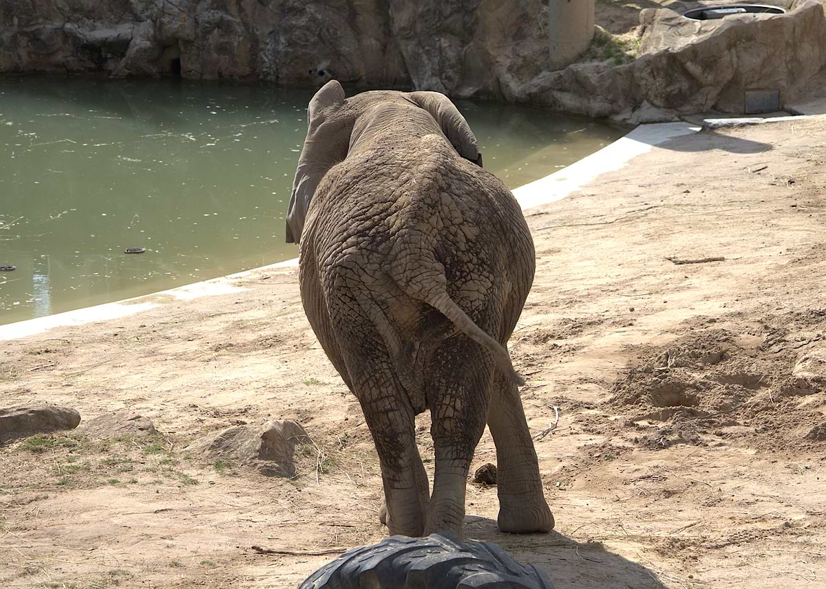 'Elephant Rear View Near Water' Poster, picture, metal print, paint by ...