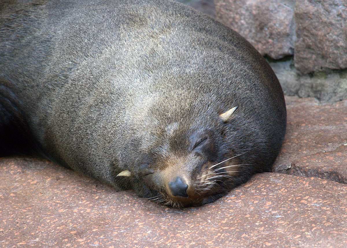 'Sleeping Seal on Rock' Poster, picture, metal print, paint by Tisu ...
