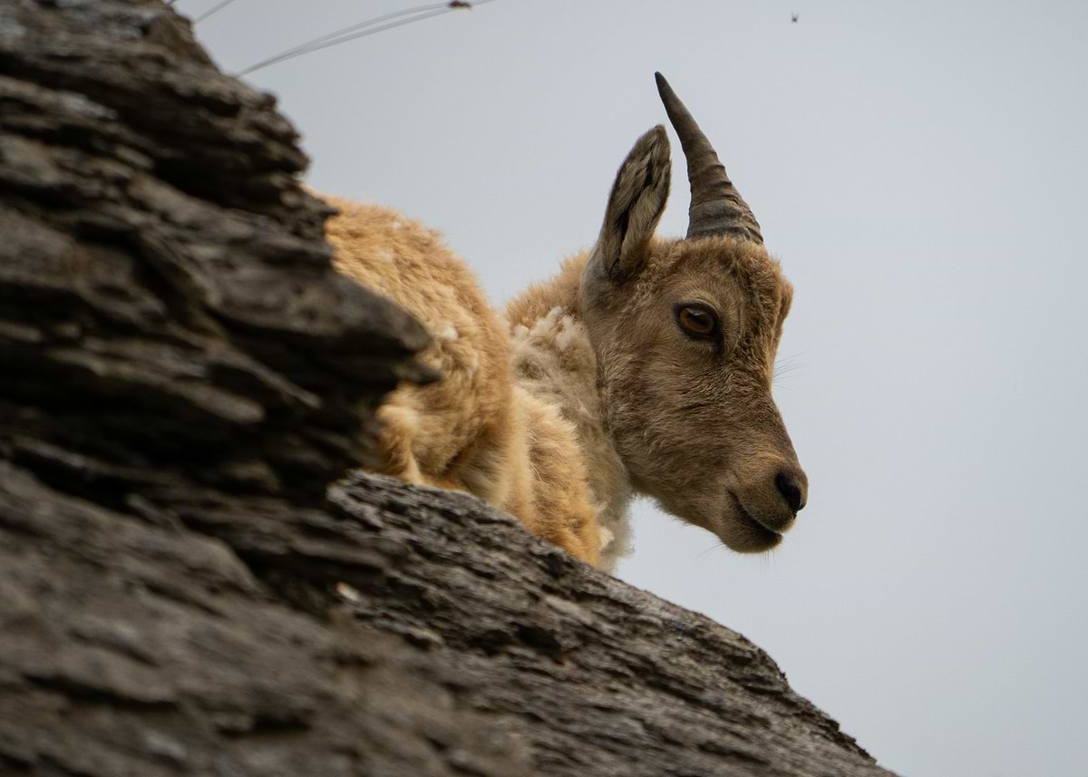 'Alpine Ibex Portrait on Rocky Terrain' Poster, picture, metal print ...