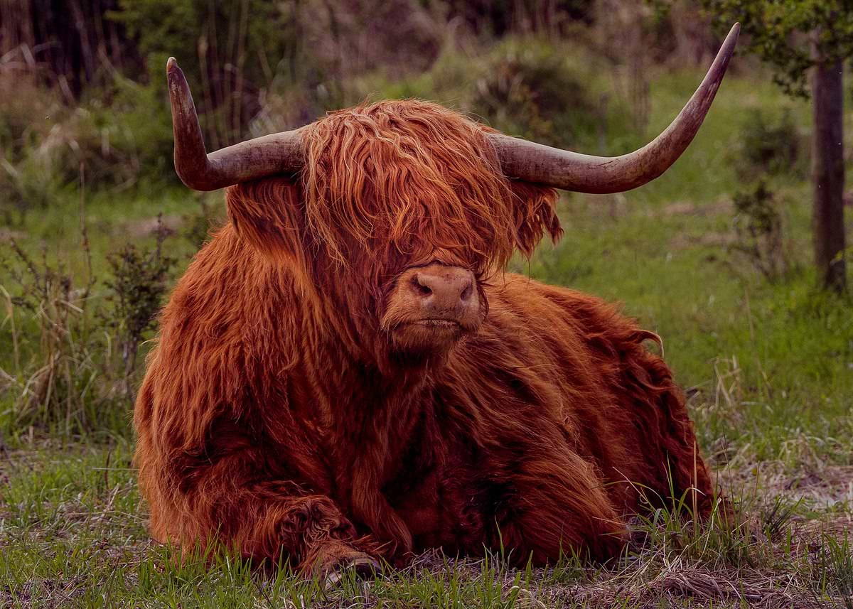 'Heilan Coo' Poster, picture, metal print, paint by PoppetsPictures ...