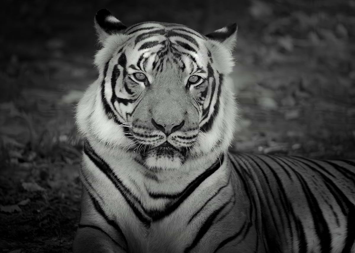 'Monochrome Tiger Portrait' Poster, picture, metal print, paint by ...