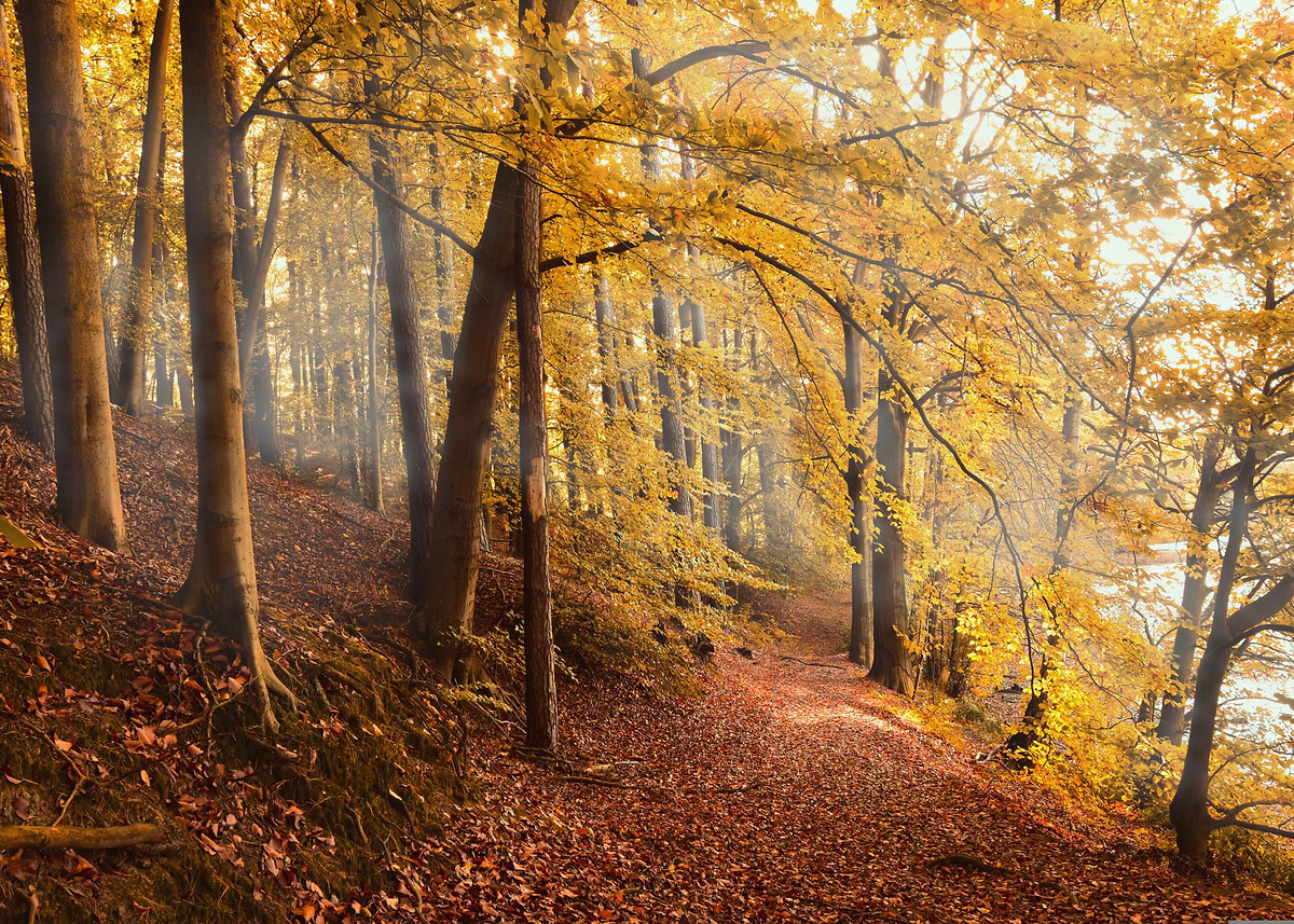'Autumn Forest Path' Poster, picture, metal print, paint by SUUSU ...