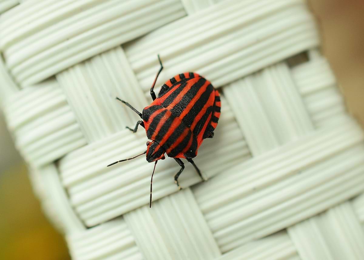 'Red and Black Striped Bug on Weave' Poster, picture, metal print ...
