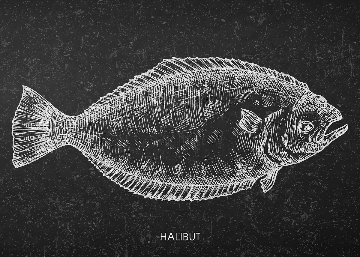'Halibut Fish Chalkboard Illustration' Poster, picture, metal print ...