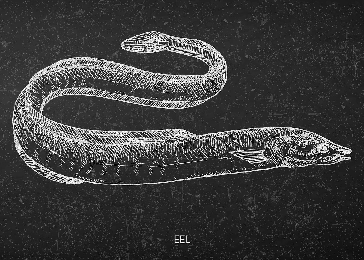 'Eel Sketch on Black Background' Poster, picture, metal print, paint by ...
