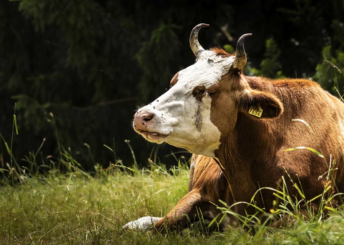 'Brown and White Cow (Bos taurus) Resting in Grass' Poster, picture ...