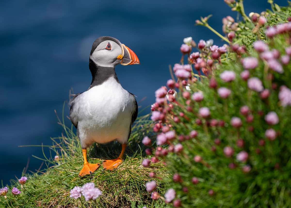 'Puffin Portrait with Pink Flowers' Poster, picture, metal print, paint ...