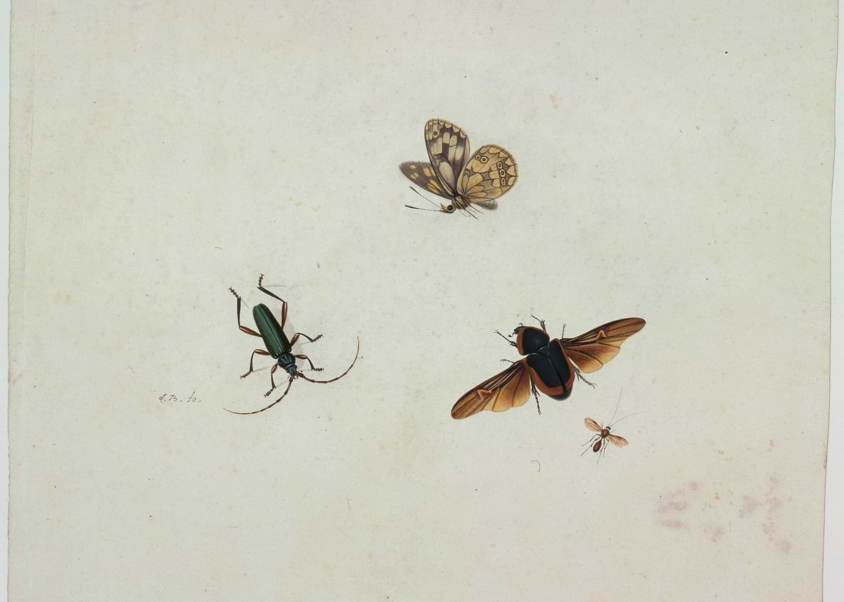 'Antique Insect Illustration with Butterfly and Beetles' Poster ...